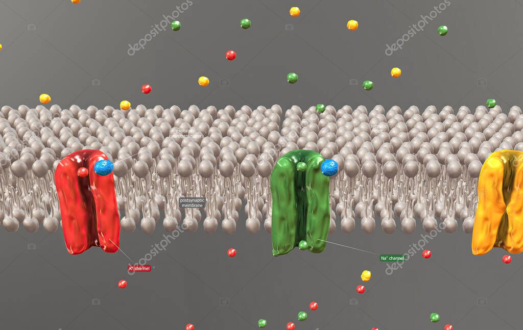 Las sinapsis químicas son uniones biológicas a través de las cuales las ...