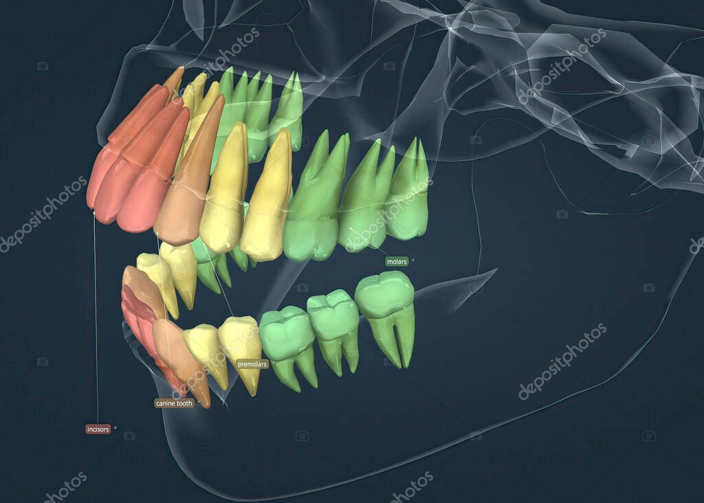 Anatomía completa dientes superiores e inferiores Ilustración 3D 2023
