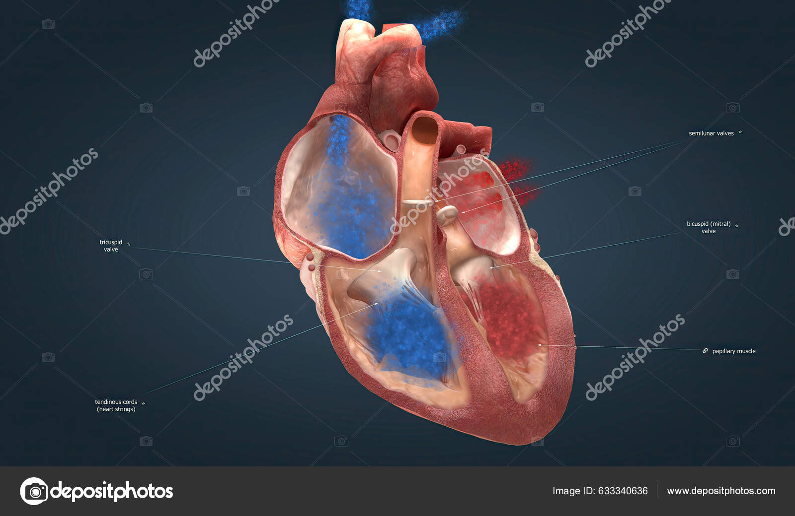 Four Valves Aortic Valve Mitral Valve Pulmonary Valve Tricuspid Valve ...
