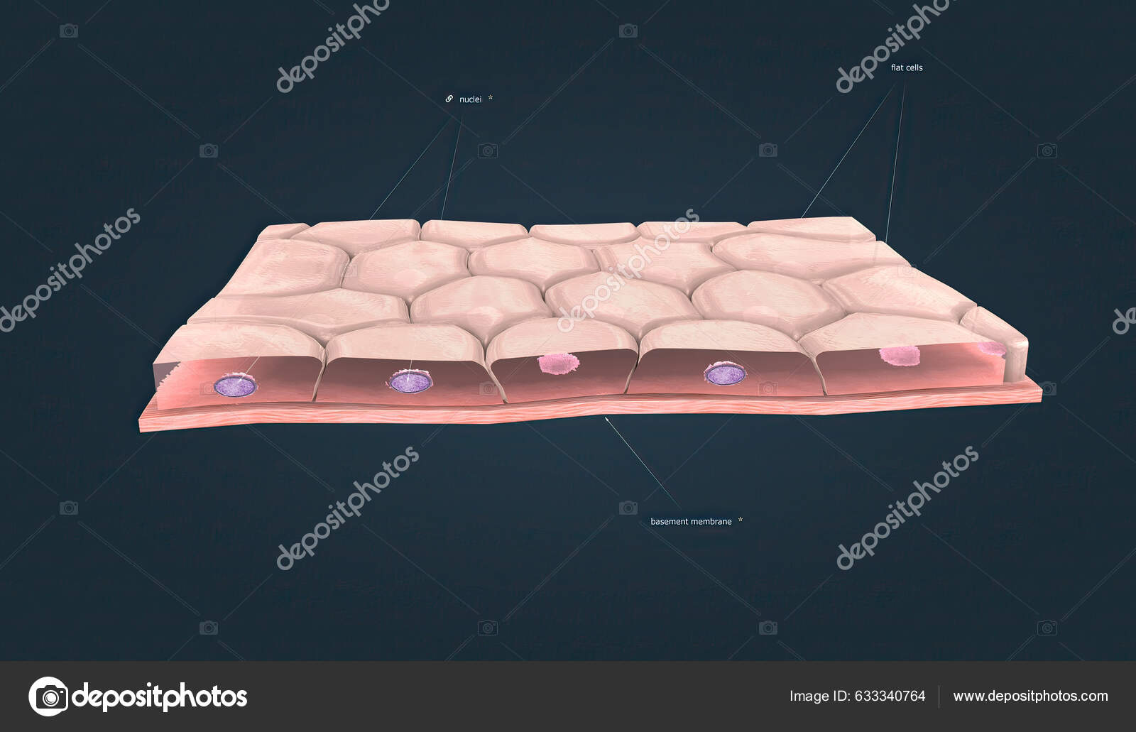 Simple Squamous Epithelium Type Epithelium Typically Lines Blood ...