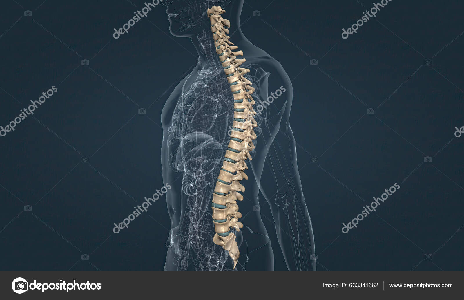 Five Vertebrae Fused Together Form Sacrum Part Pelvis Four Small Stock ...