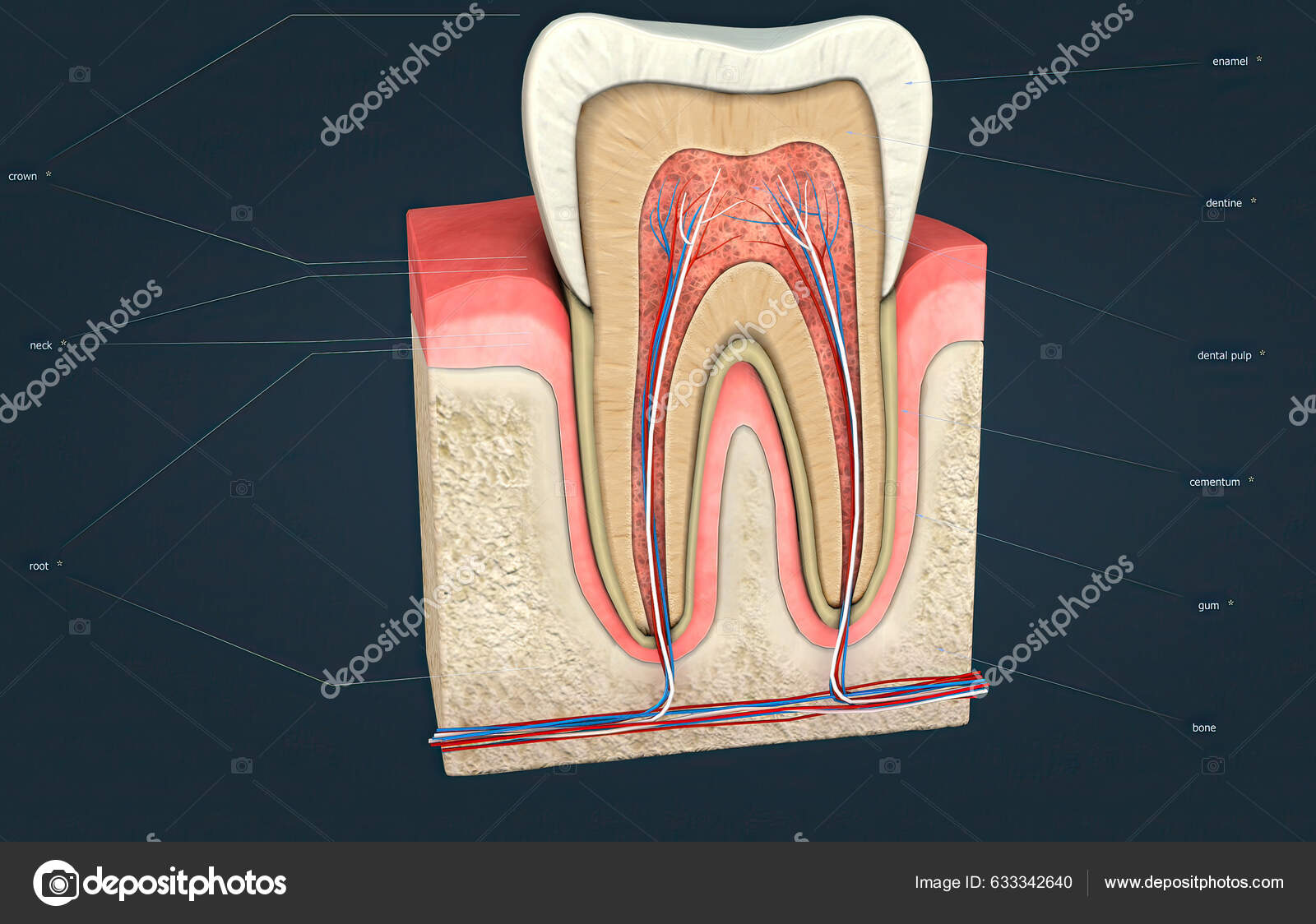 Anatomy Tooth Gums Supporting Structures Surrounding Tooth Illustration ...