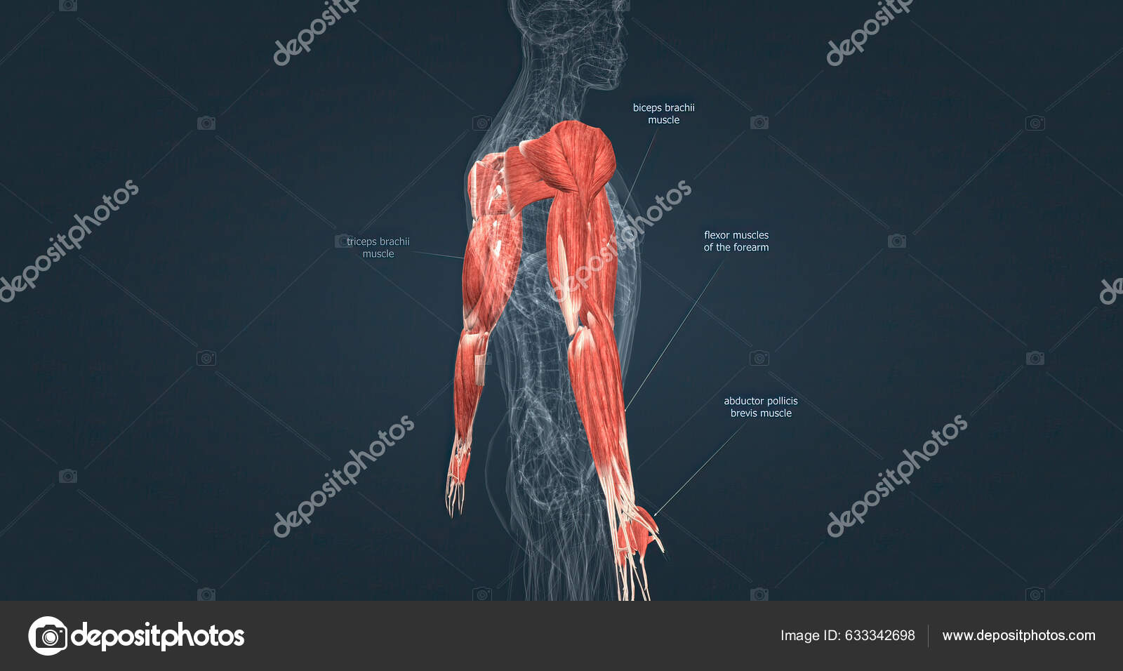 Muscles Upper Limbs Illustration Stock Photo by ©soundpic 633342698