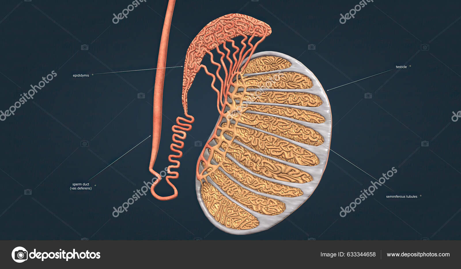 Testicle Epididymis Cross Section Illustration — 스톡 사진 © soundpic ...