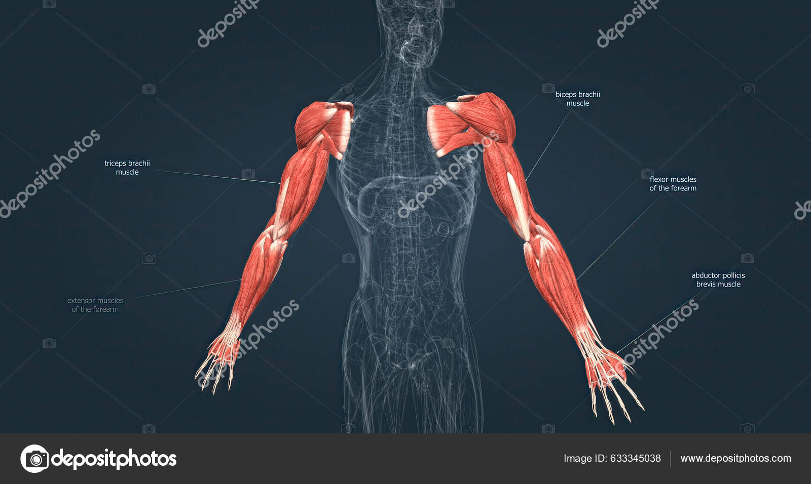 Músculos Las Extremidades Superiores Ilustración: fotografía de stock ...