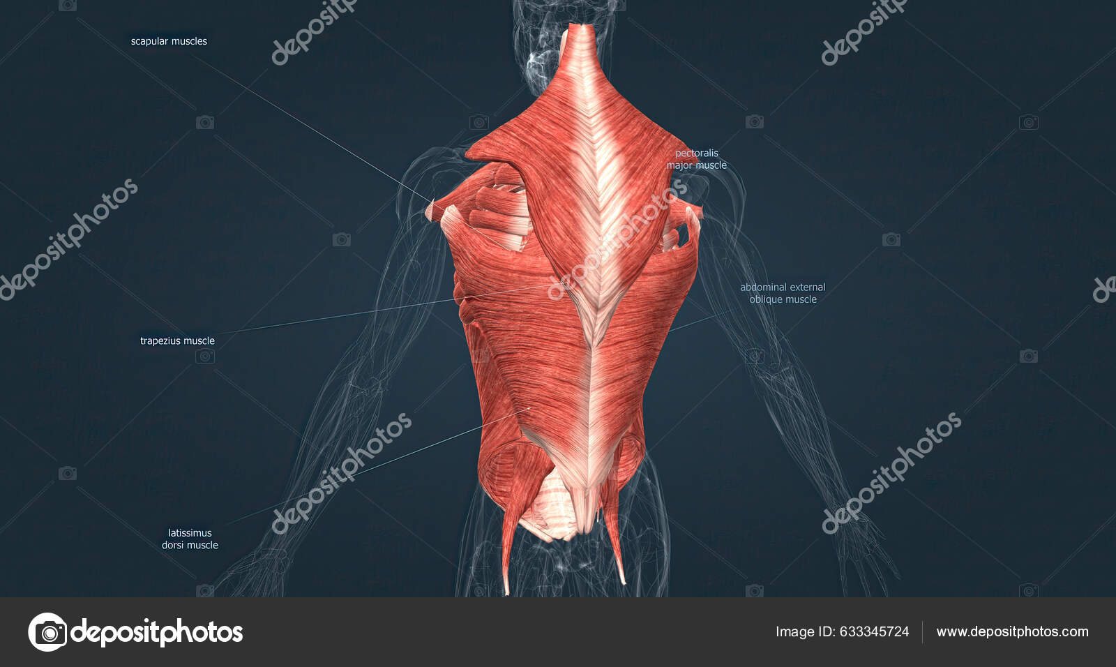 Human Muscles Torso Illustration Stock Photo by ©soundpic 633345724