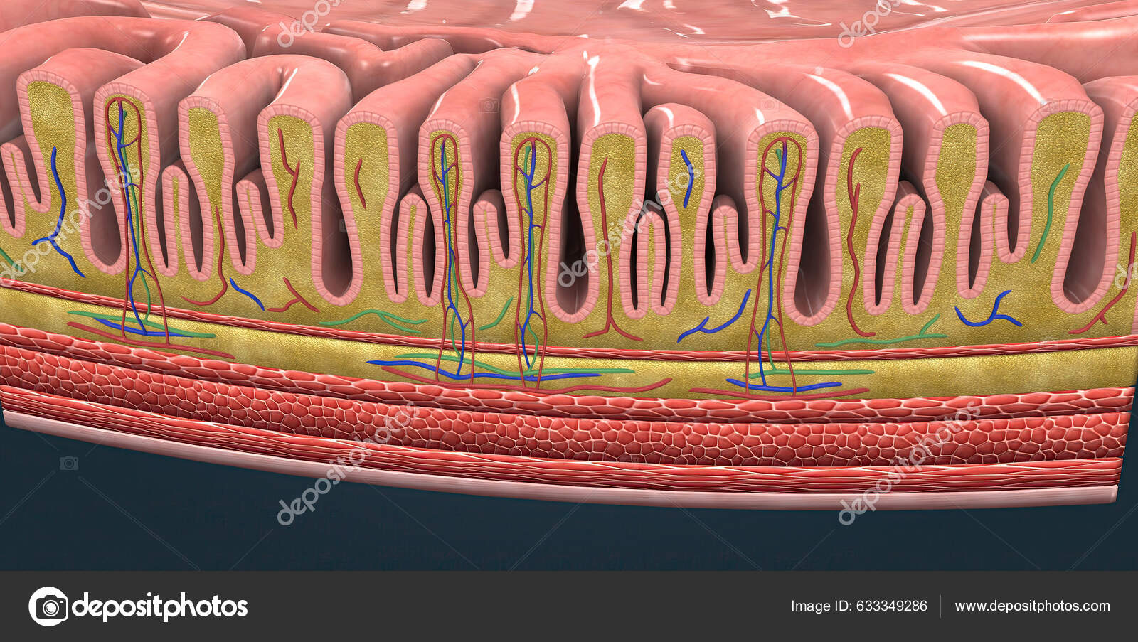 Mucosa Another Name Mucous Membrane Mucosa Lines Insides Organs ...