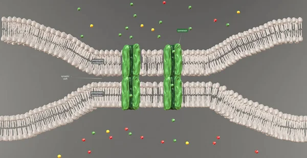 Excitatory synapse Stock Photos, Royalty Free Excitatory synapse Images ...