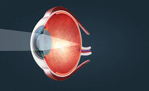 Cutaway View Human Eye Illustration Stock Photo by ©soundpic 633344306