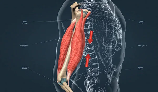 Fusiform muscle cell Stock Photos, Royalty Free Fusiform muscle cell ...