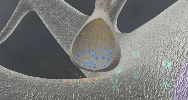 Excitatory synapse Stock Photos, Royalty Free Excitatory synapse Images ...