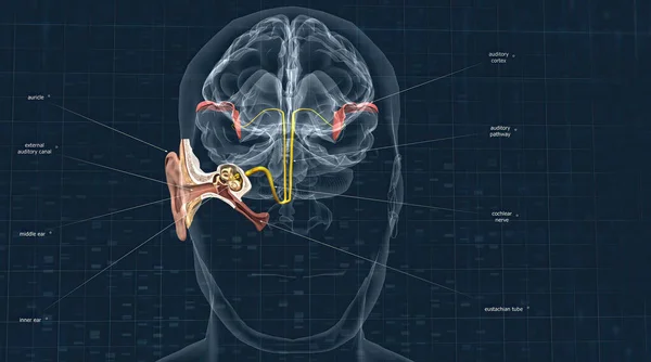 Auditory cortex Stock Photos, Royalty Free Auditory cortex Images ...