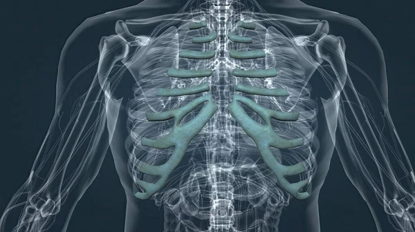 Floating rib Stock Photos, Royalty Free Floating rib Images | Depositphotos