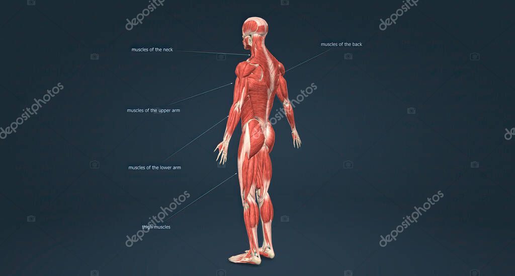 The human musculature, which works the skeletal system and provides ...