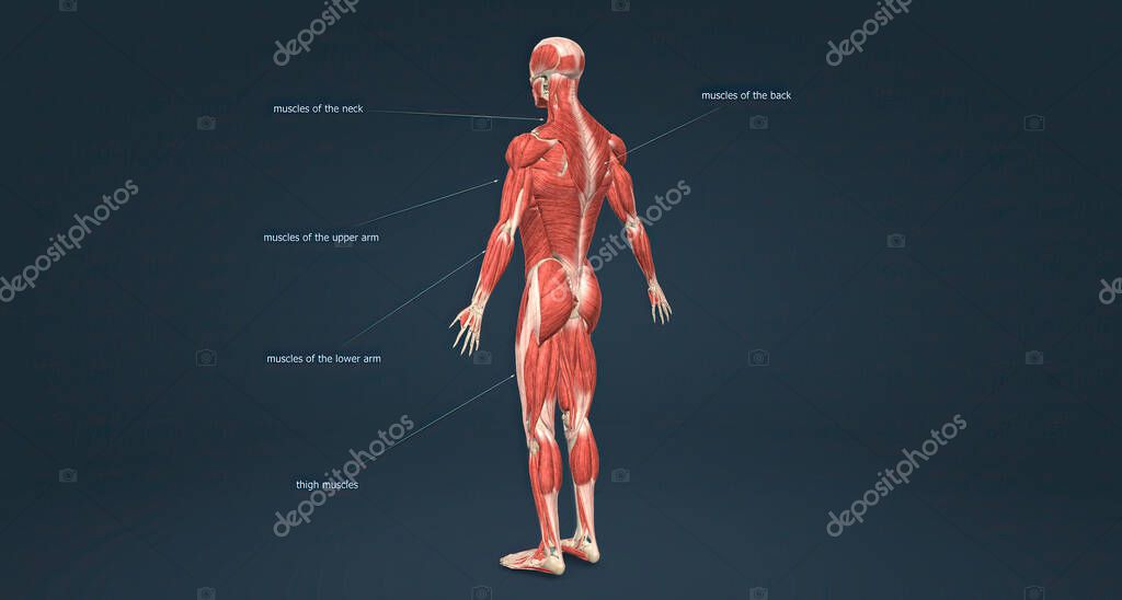 The human musculature, which works the skeletal system and provides ...