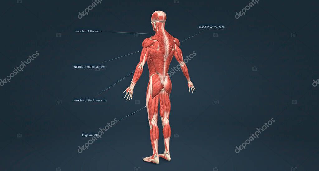 The human musculature, which works the skeletal system and provides ...