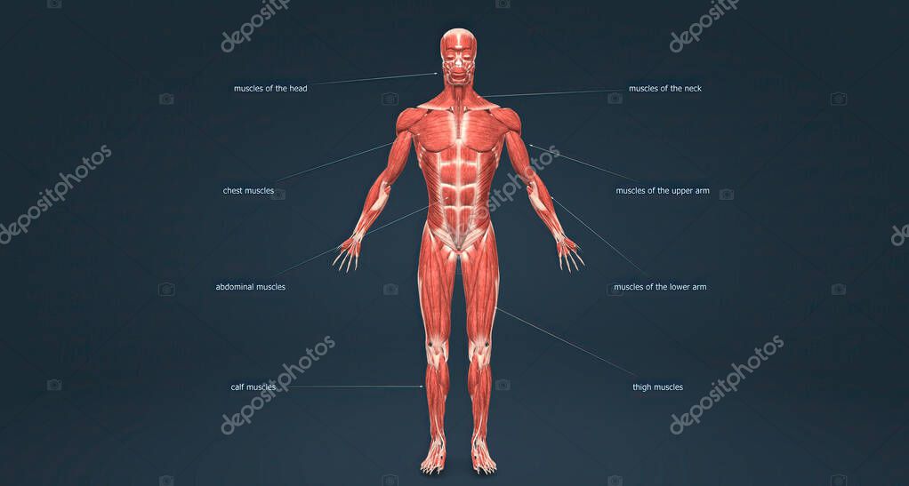The human musculature, which works the skeletal system and provides ...