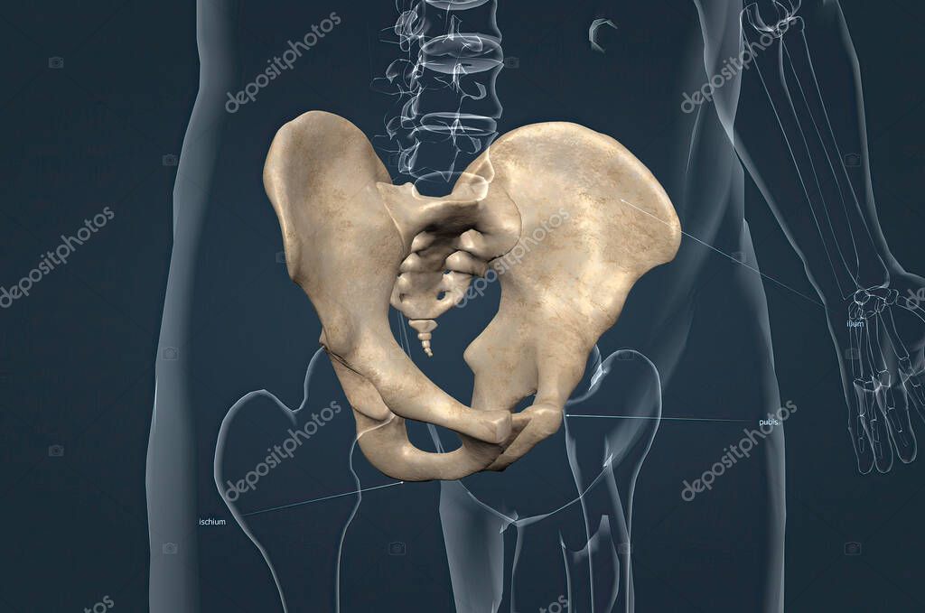 The hip bone is comprised of the three parts, the ilium, pubis and ...