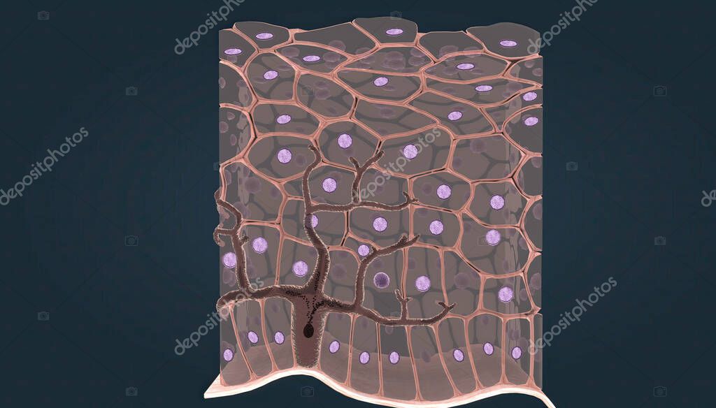 When UV rays hit your skin, your body feels injured and tries to ...