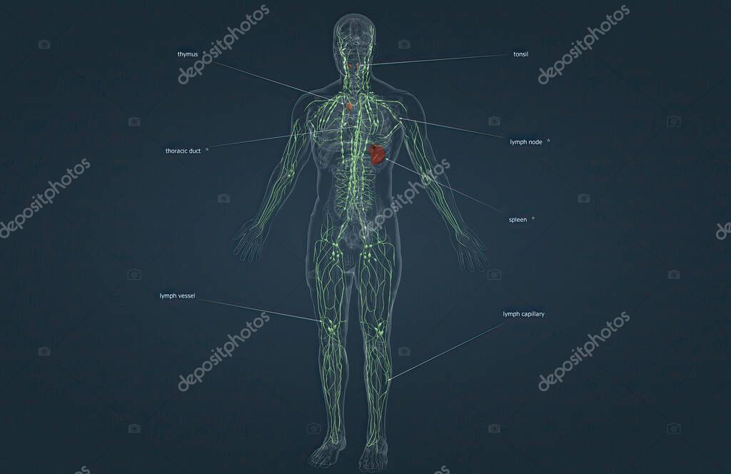 The lymphatic system a part of the immune system in humans and an organ ...