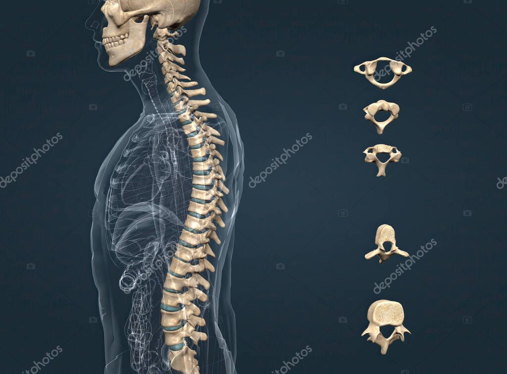 Structure of human skull and spinal column 3D illustration 2023