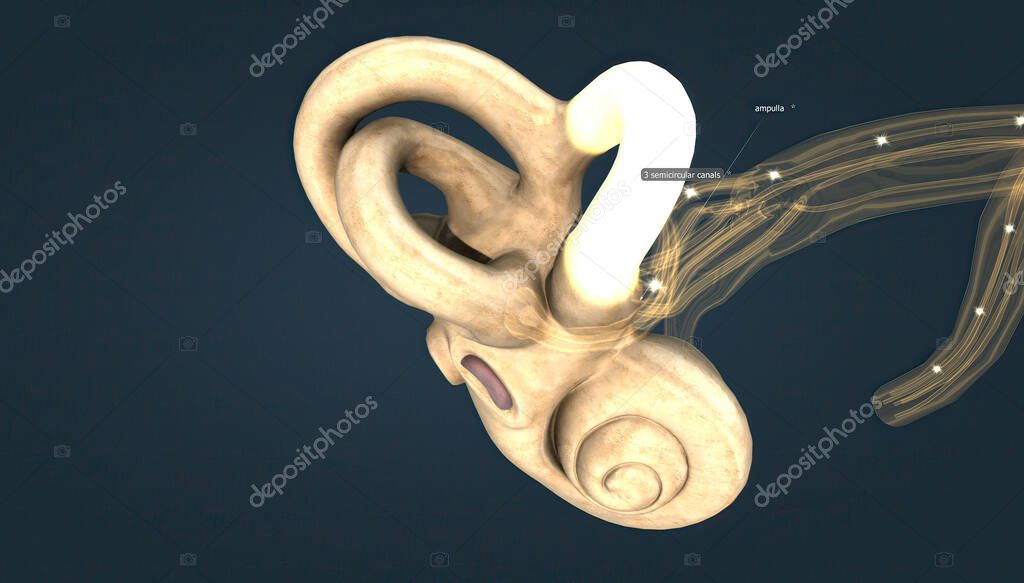 When your head moves around, the liquid inside the semicircular canals ...