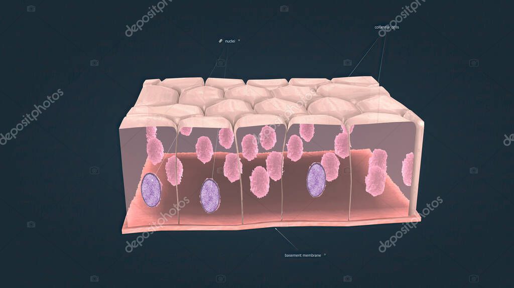 Simple columnar epithelium is a single layer of columnar epithelial ...