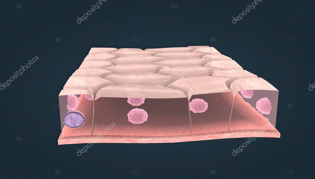 Simple cuboidal epithelium consists of one layer of cells whose height ...