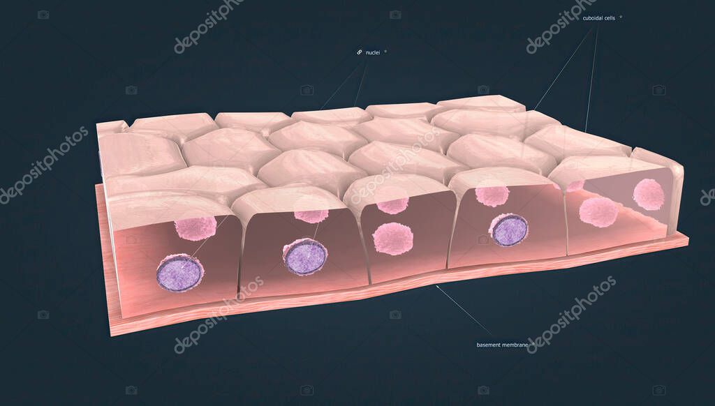 Simple cuboidal epithelium consists of one layer of cells whose height ...