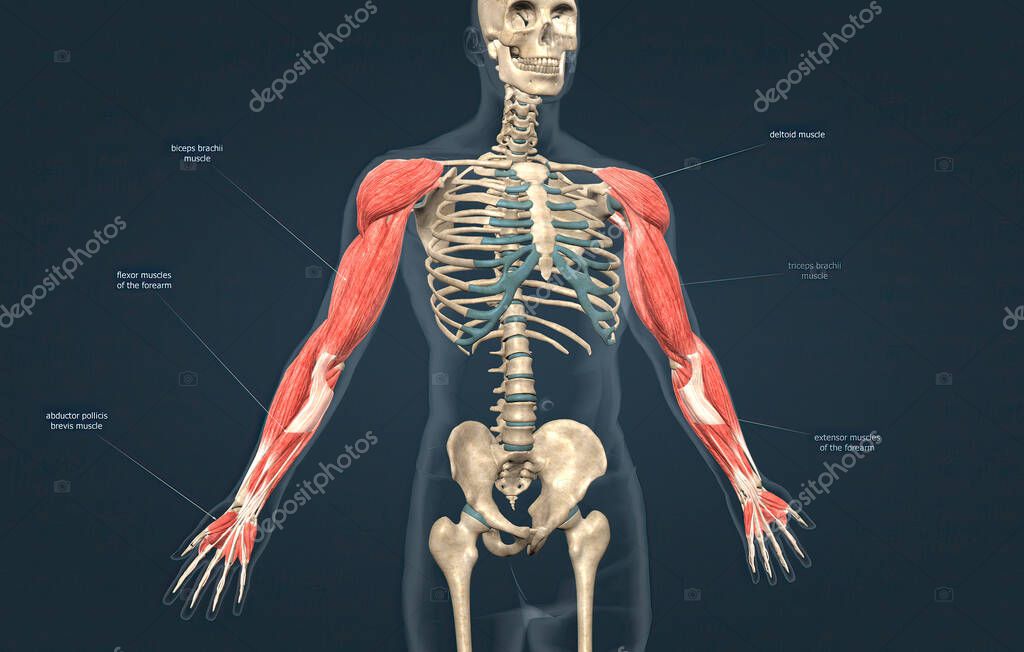 The muscles that move the forearm are located along the humerus, which ...