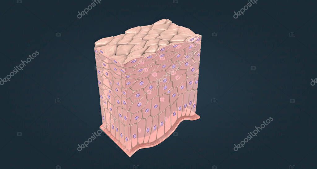 A non-keratinized stratified squamous epithelium consists of cells ...