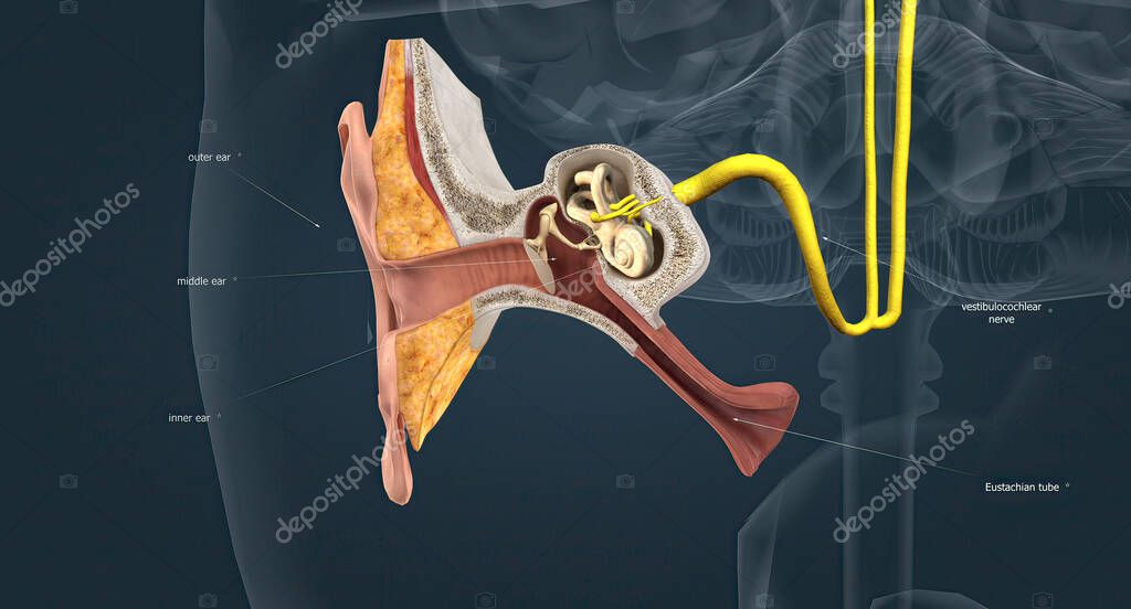 Sensory innervation to the external ear is supplied by both cranial and ...