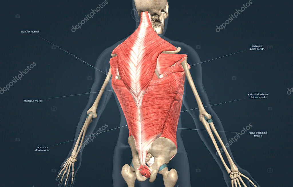 The muscles of the trunk include those that move the vertebral column ...