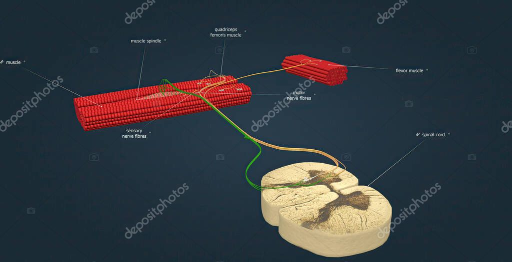 Sensory nerve fibers innervate muscles and tendons, ligaments, joint ...
