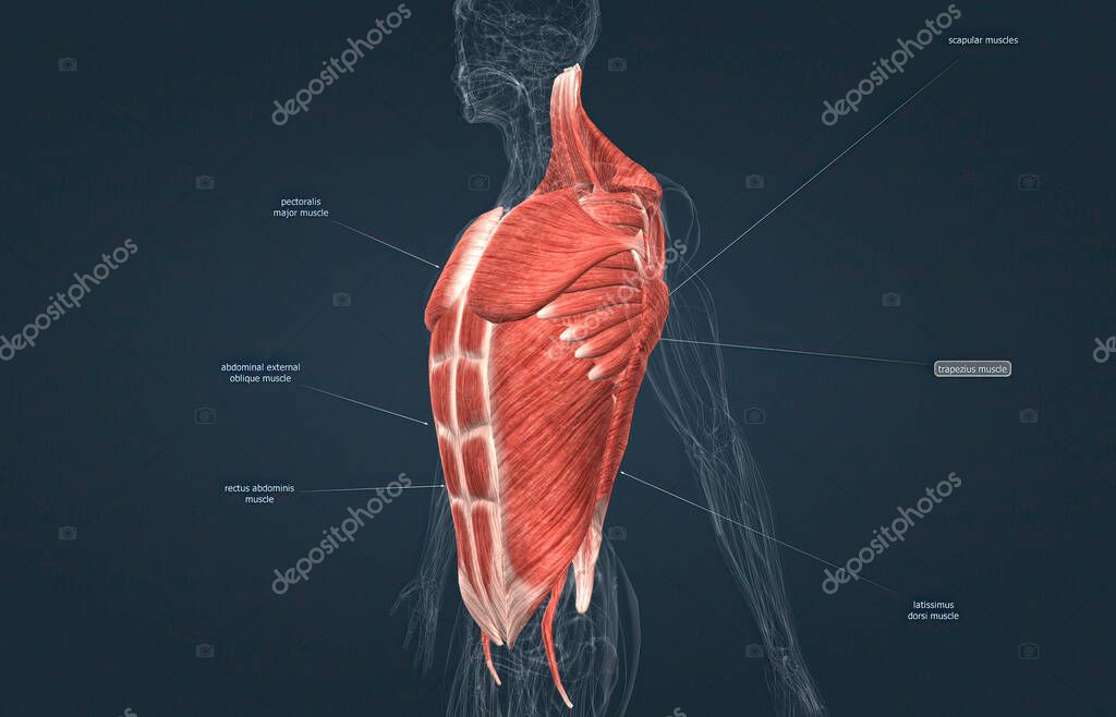 The muscles of the trunk include those that move the vertebral column ...