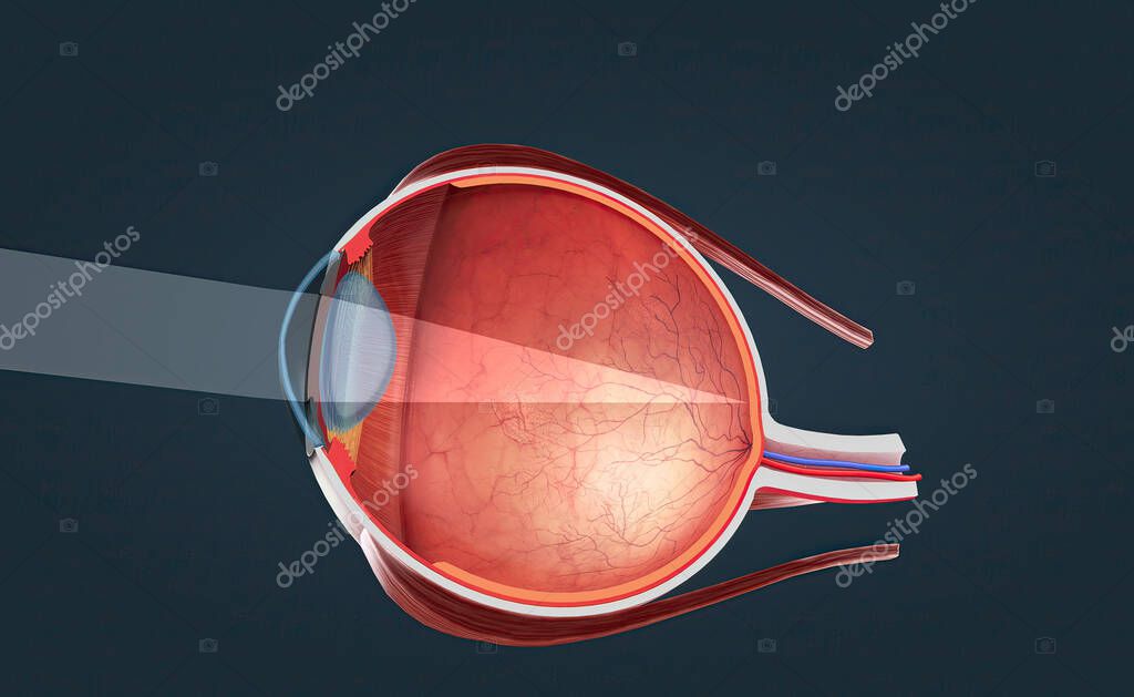 Cutaway View of a Human Eye 3d illustration 2023