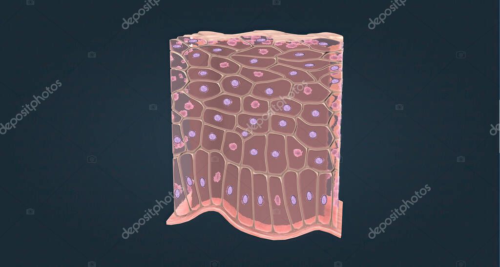 A non-keratinized stratified squamous epithelium consists of cells ...