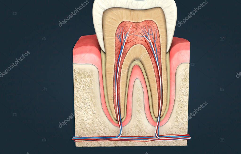 Anatomía del diente y las encías y las estructuras de soporte que ...