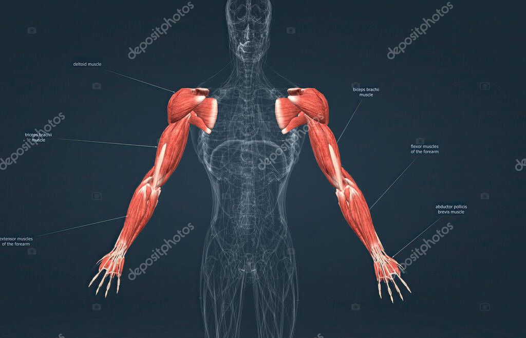 The muscles that move the forearm are located along the humerus, which ...