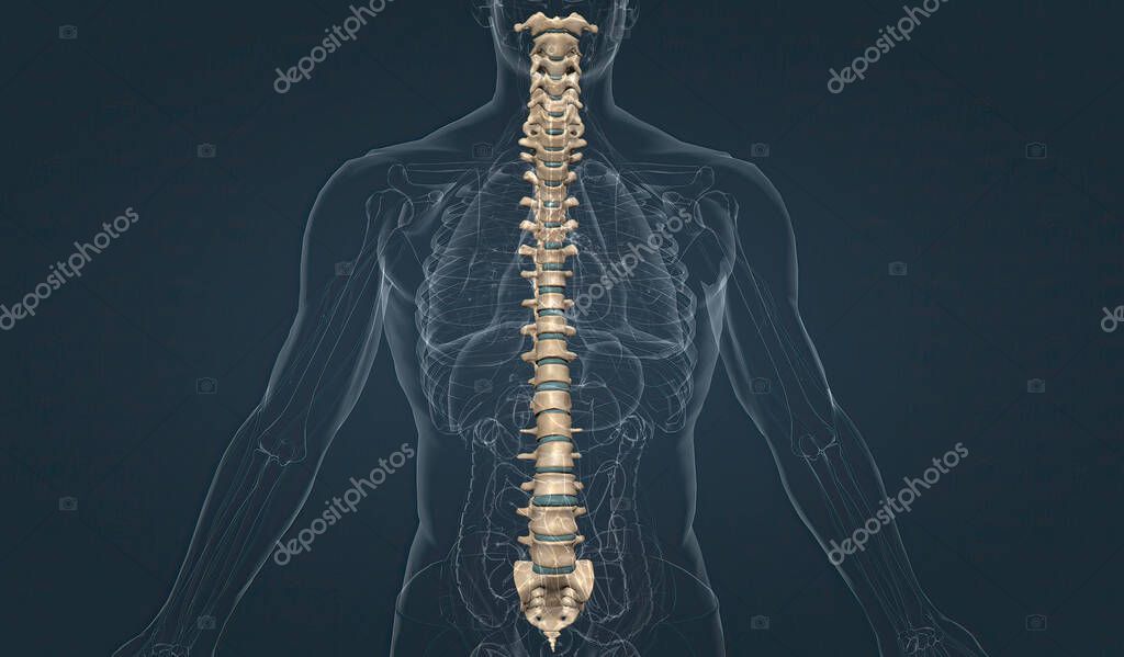 Five vertebrae are fused together to form the sacrum (part of the ...