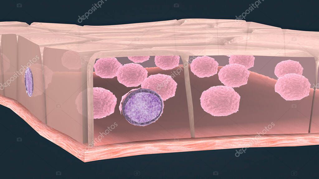 Simple cuboidal epithelium consists of one layer of cells whose height ...