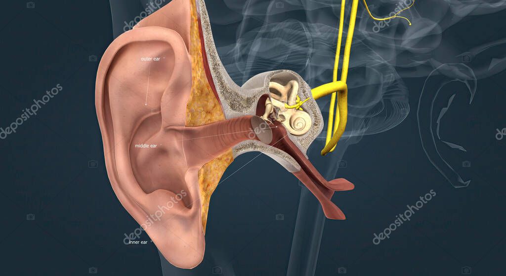 Sensory innervation to the external ear is supplied by both cranial and ...