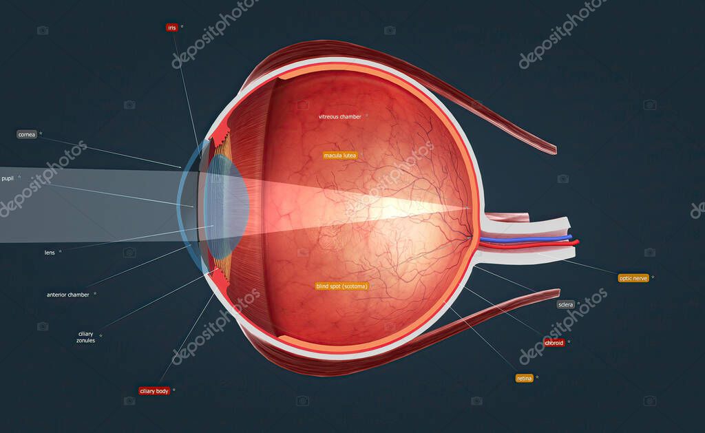 Cutaway View of a Human Eye 3d illustration 2023