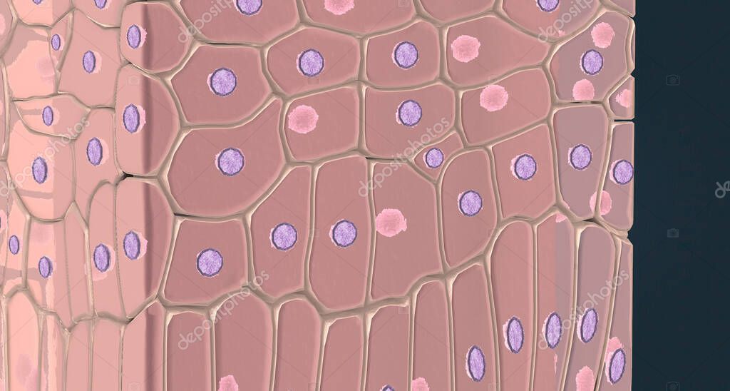 A non-keratinized stratified squamous epithelium consists of cells ...
