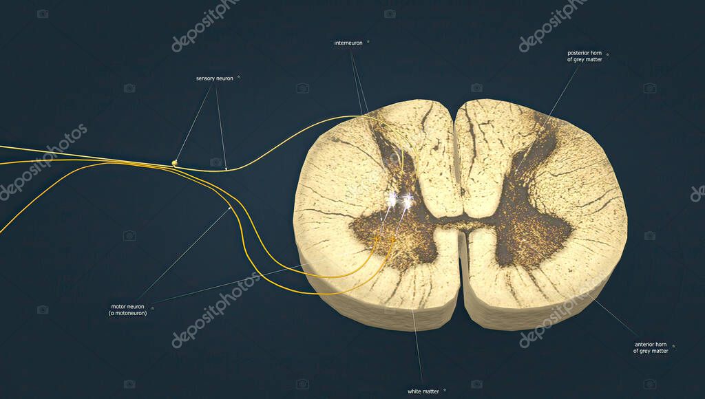 Sensory nerve fibers innervate muscles and tendons, ligaments, joint ...