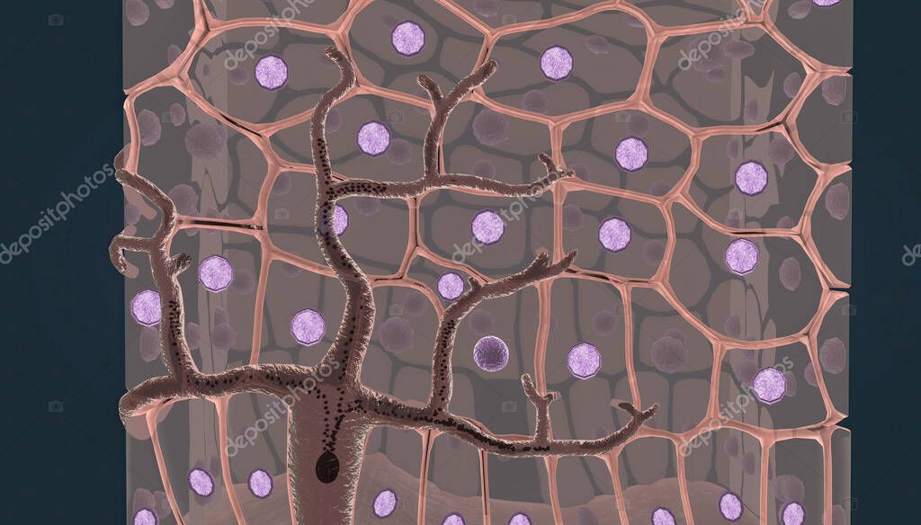 When UV rays hit your skin, your body feels injured and tries to ...