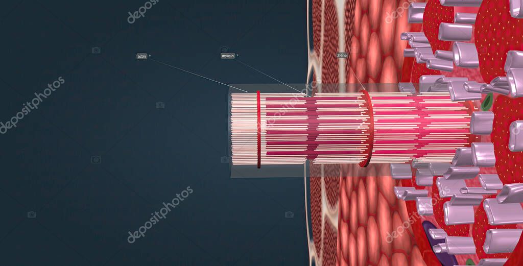 A myofibril is a basic rod-like organelle of the muscle cell. Skeletal ...