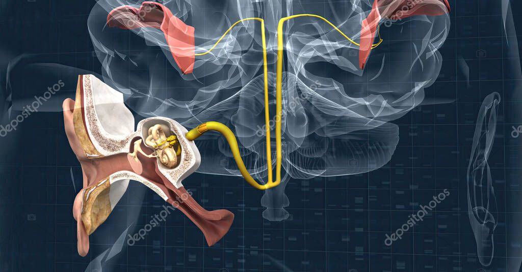 The auditory cortex is the sensory system for the sense of hearing. It ...