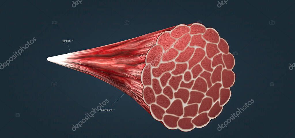 Each skeletal muscle consists of thousands of muscle fibers wrapped ...