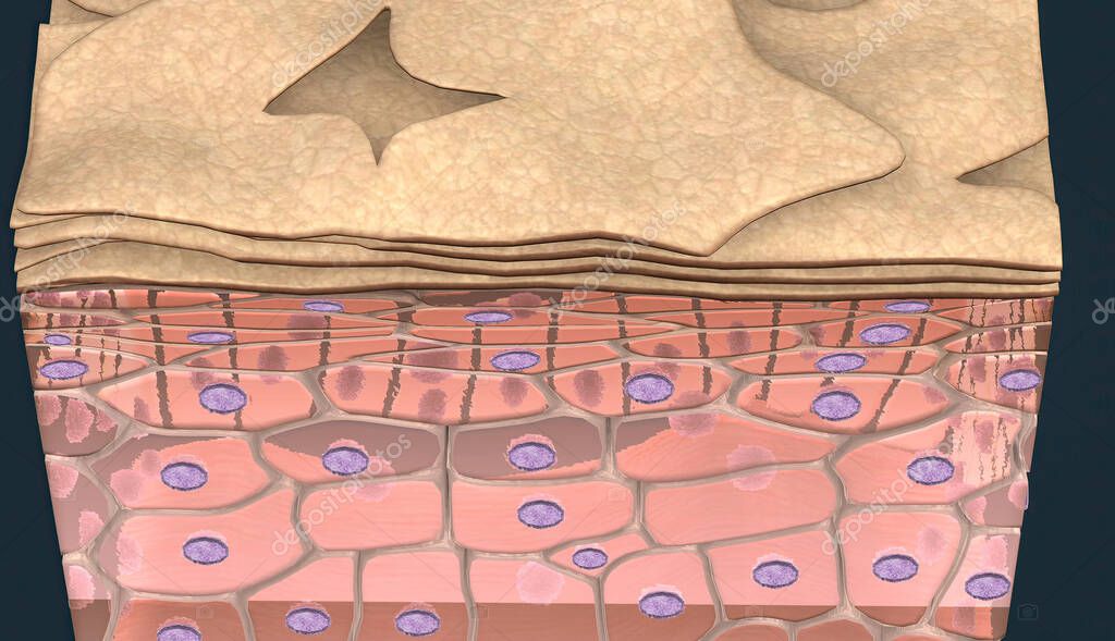 Called keratinocytes, in which the superficial layer of cells is ...